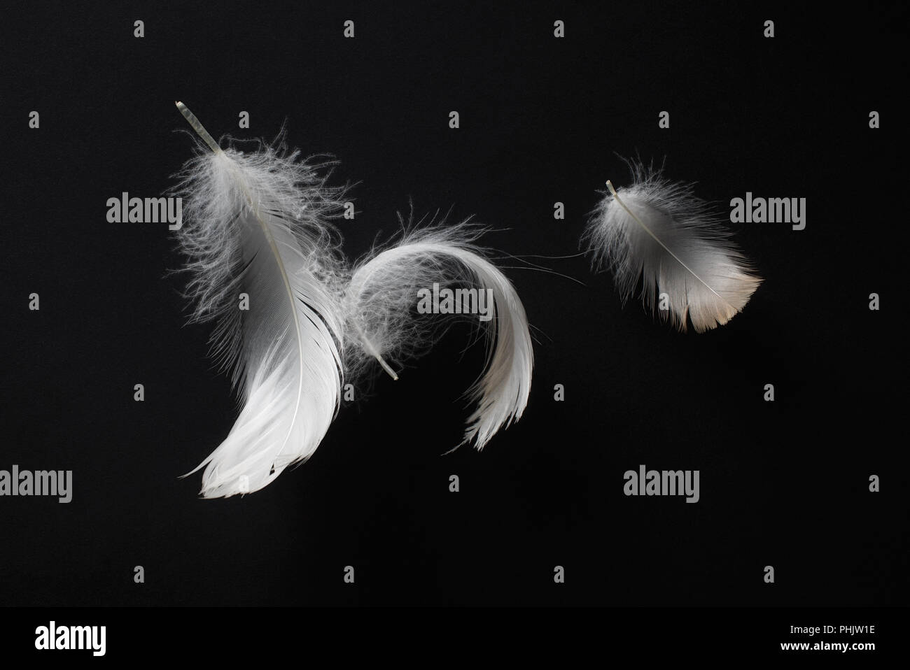 Soft downy feathers hi-res stock photography and images - Alamy