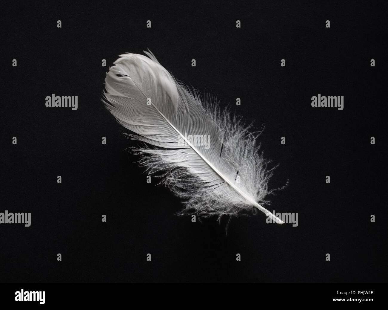 Downy white feather hi-res stock photography and images - Alamy