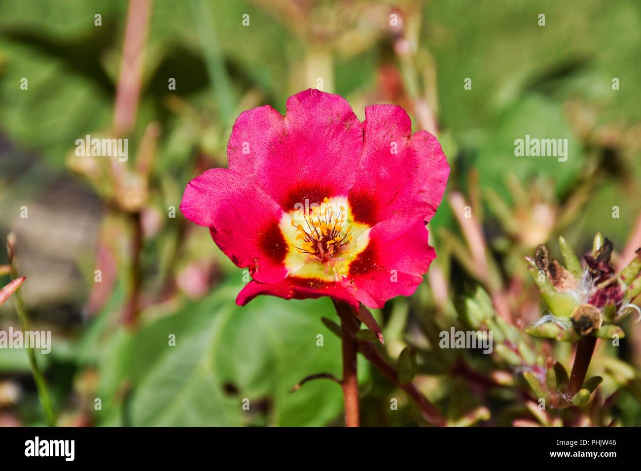 Flower in Danube Delta, Romania Stock Photo - Alamy