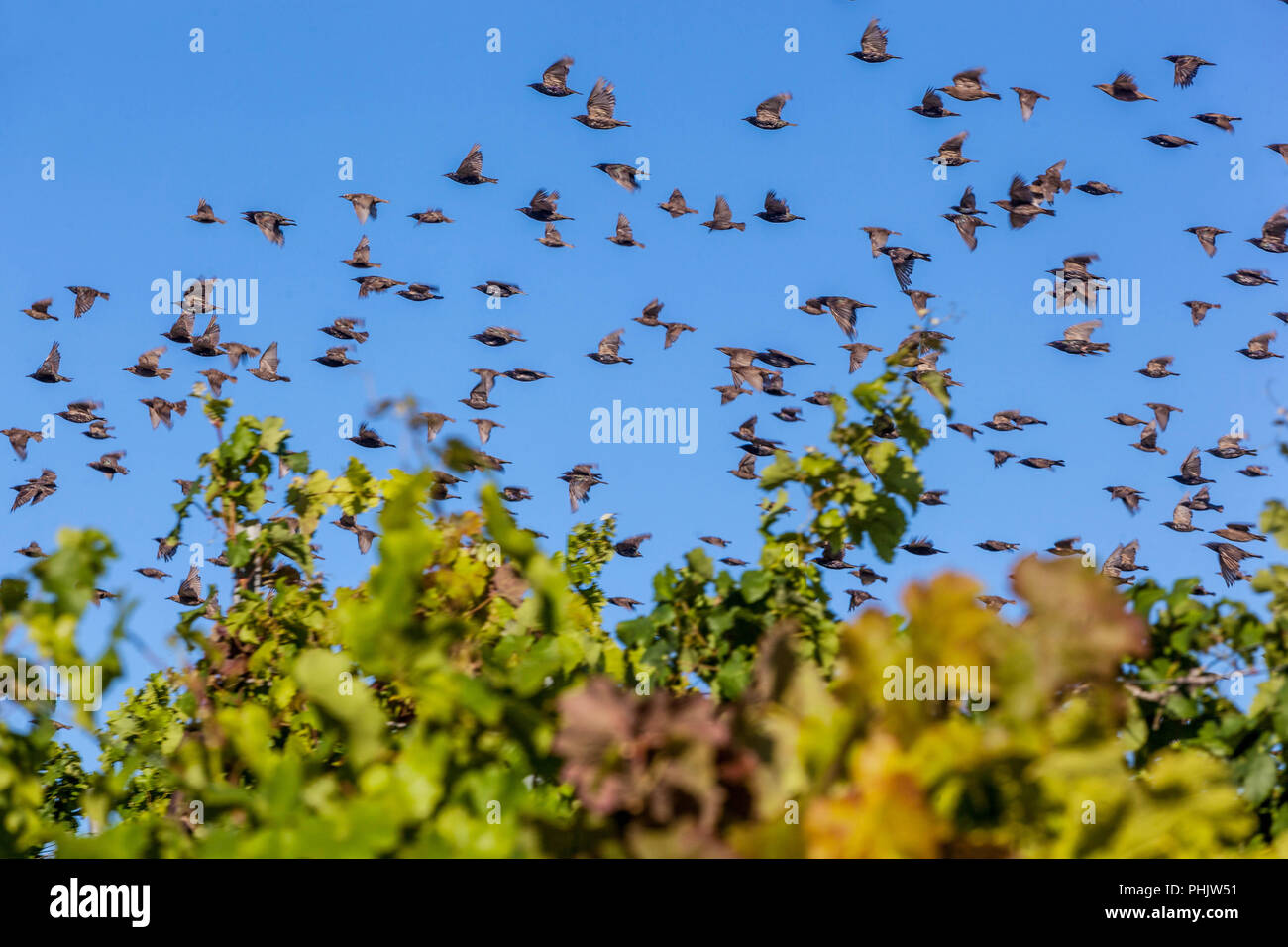 Flying and eating hi-res stock photography and images - Alamy