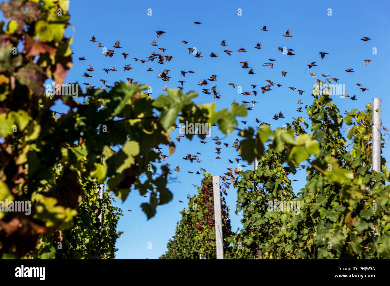 Vineyard birds hi-res stock photography and images - Alamy