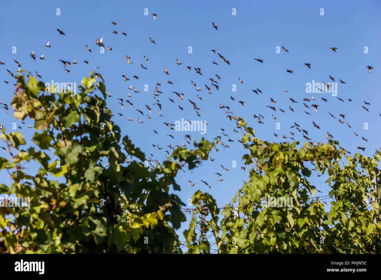 Vineyard birds hi-res stock photography and images - Alamy