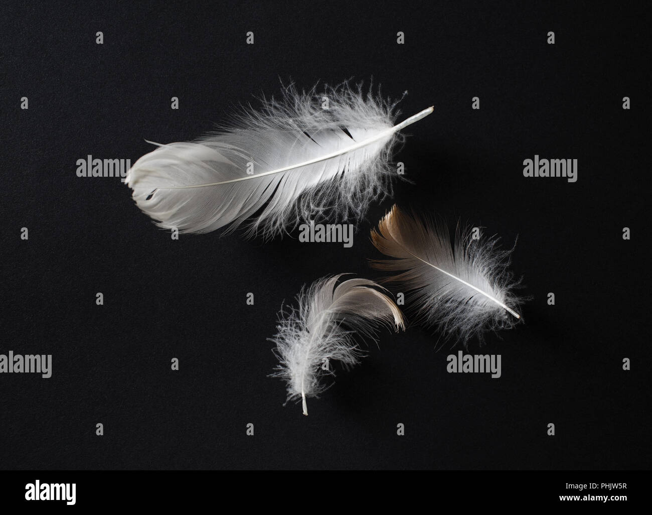 Three feathers hi-res stock photography and images - Alamy