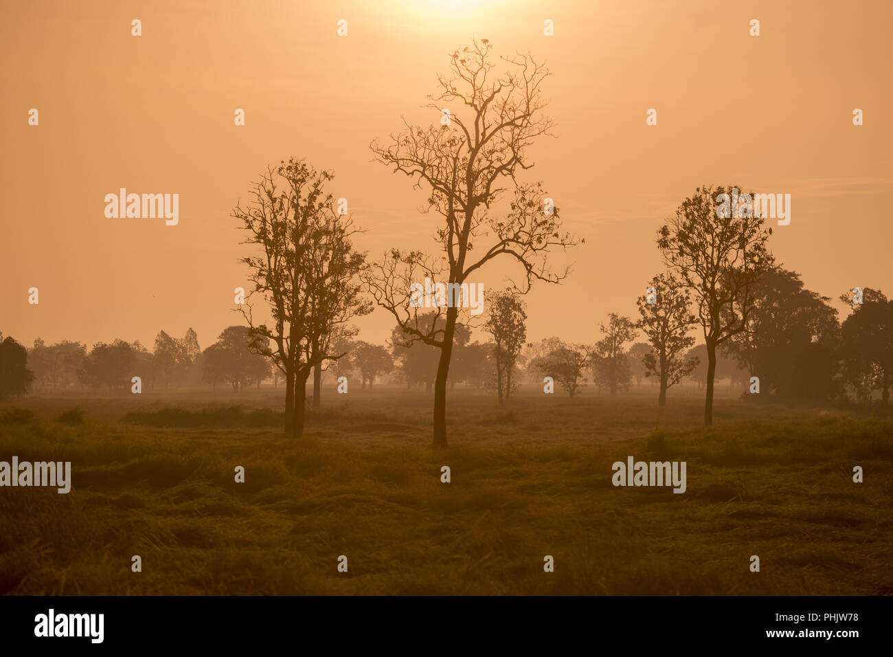 THAILAND BURIRAM LANDSCAPE FIELD Stock Photo - Alamy