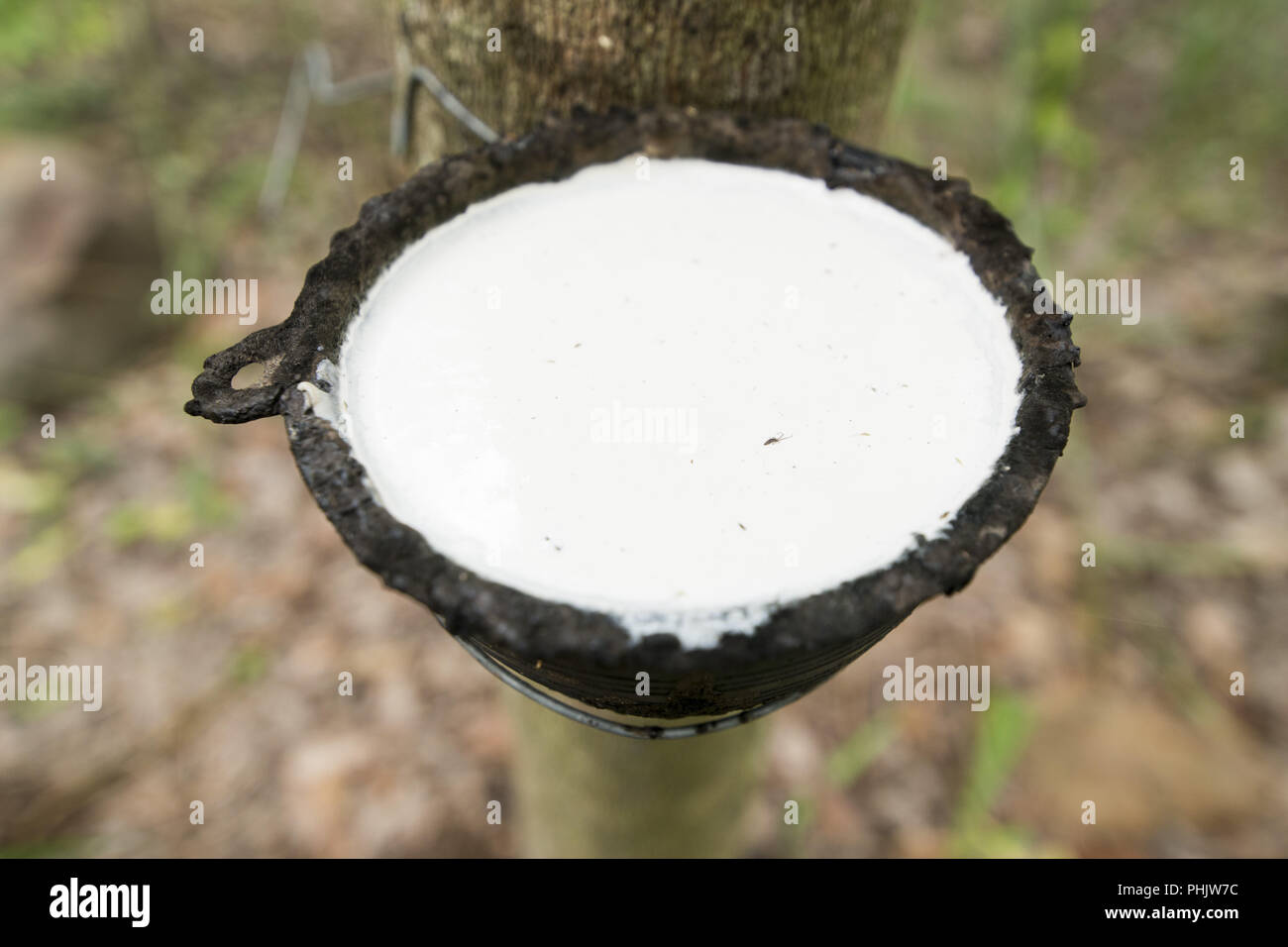 Rubber tree agriculture hi-res stock photography and images - Alamy