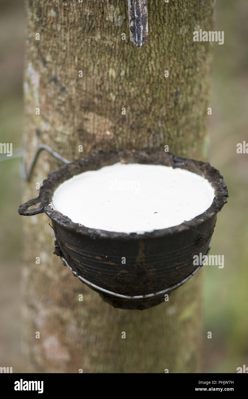 THAILAND BURIRAM AGRICULTURE RUBBER TREE Stock Photo - Alamy