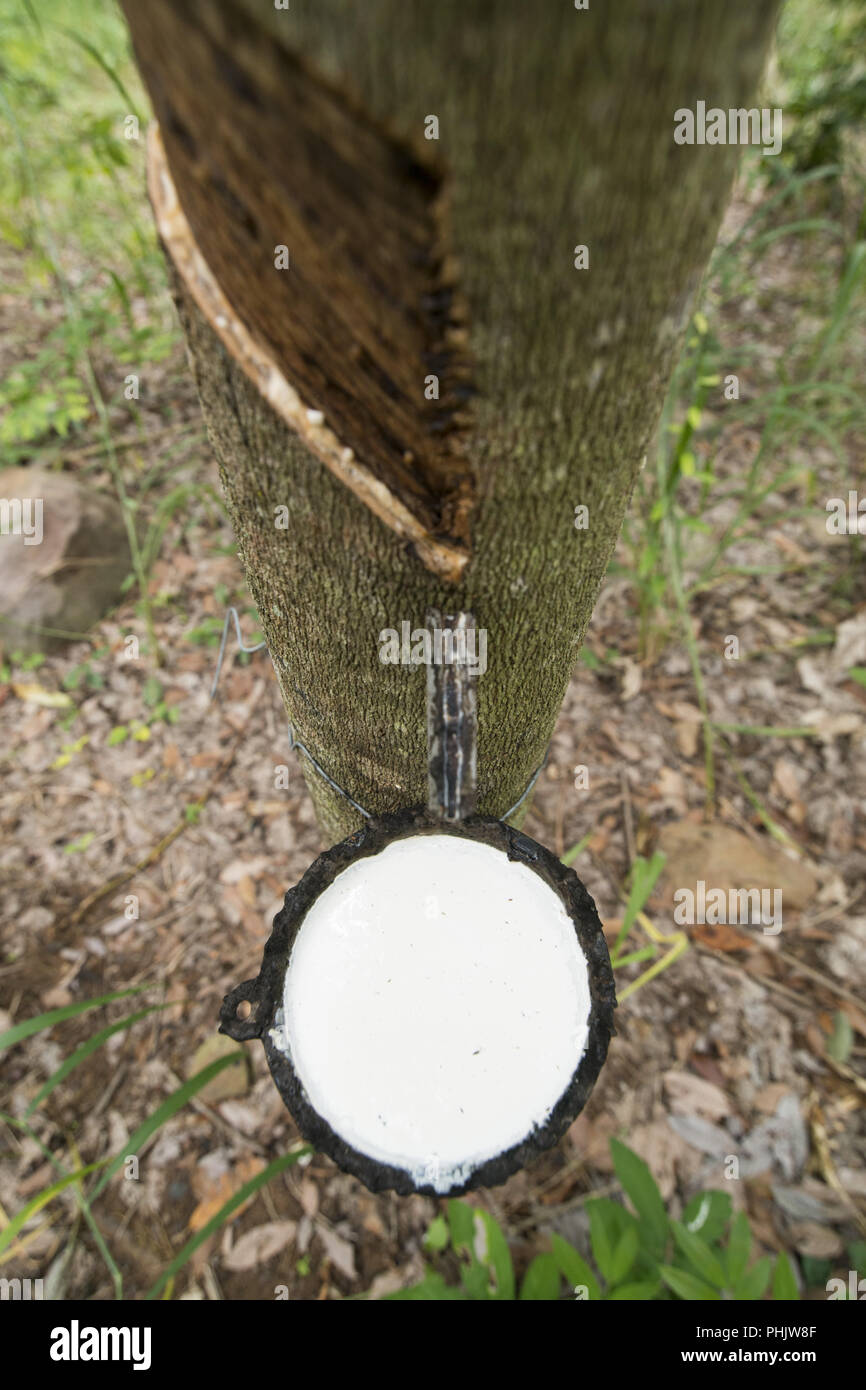 THAILAND BURIRAM AGRICULTURE RUBBER TREE Stock Photo - Alamy