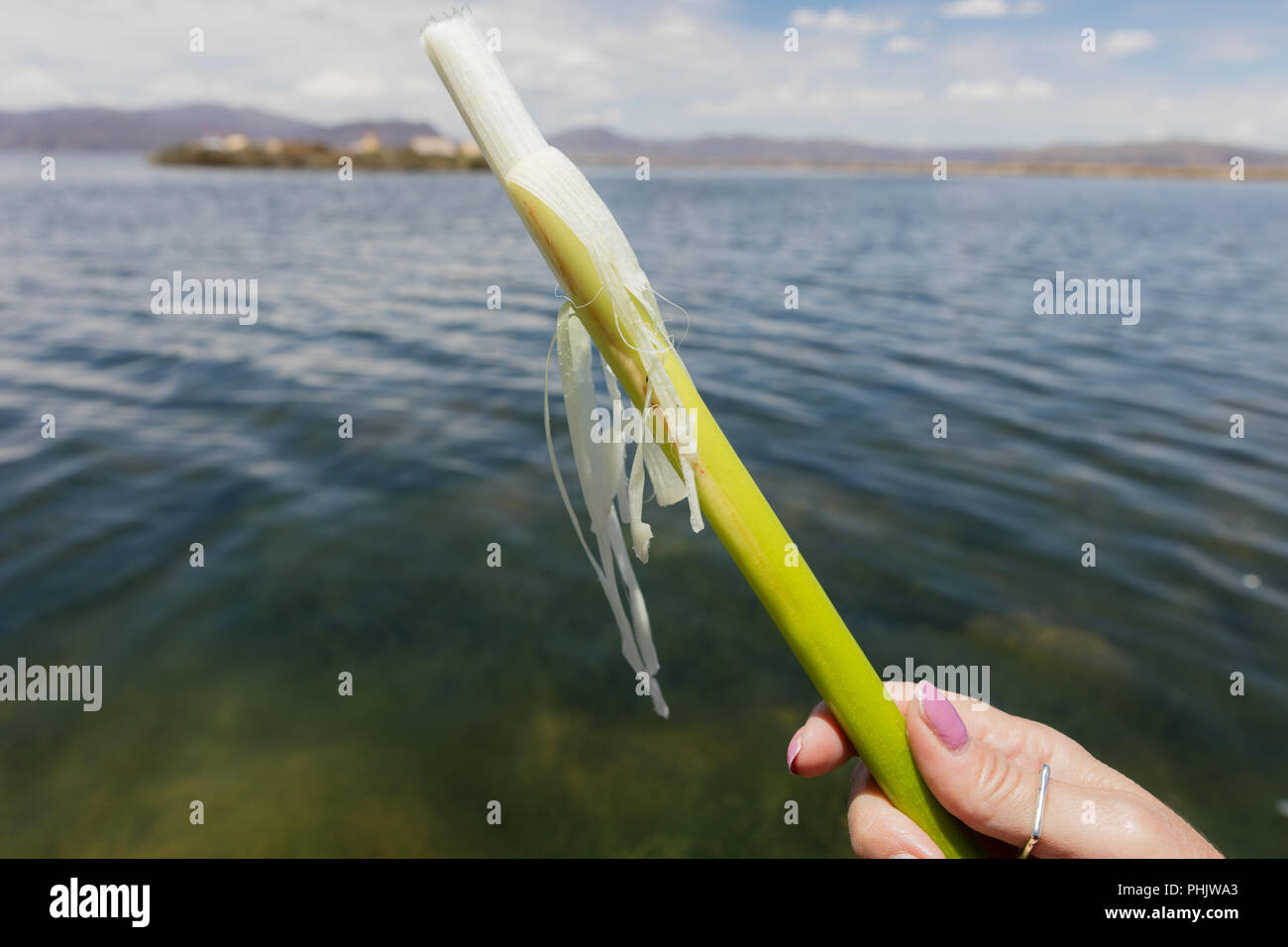 Fresh edible totora rod Stock Photo - Alamy