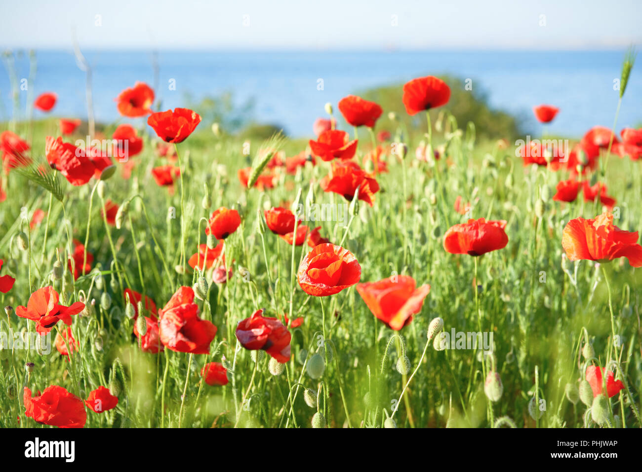 Red flowers field hi-res stock photography and images - Alamy