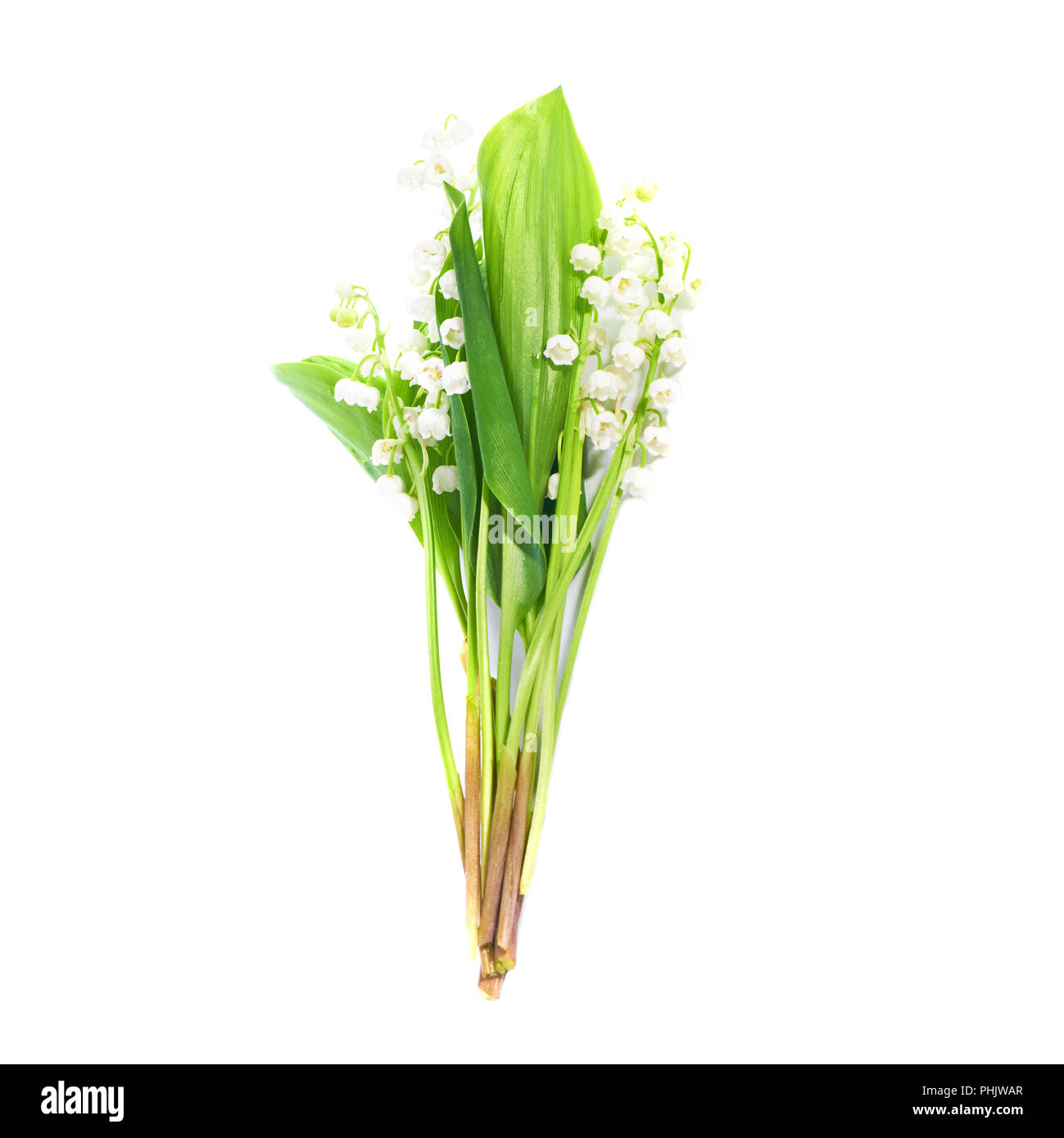 Small lilies Cut Out Stock Images & Pictures - Alamy