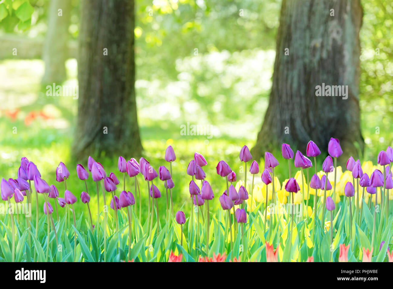 Lilac field hi-res stock photography and images - Alamy