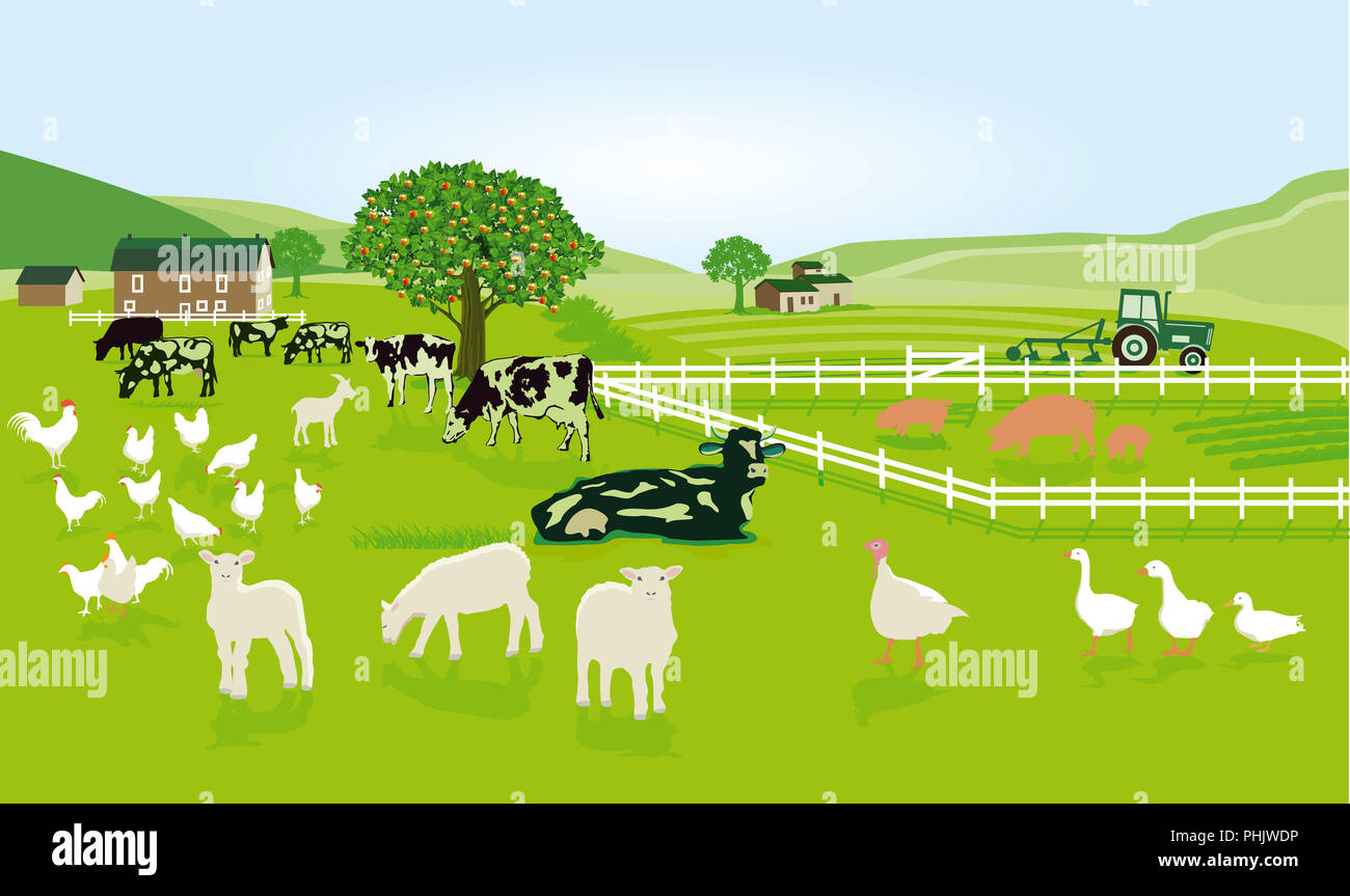Farming with animals in the pasture Stock Photo - Alamy