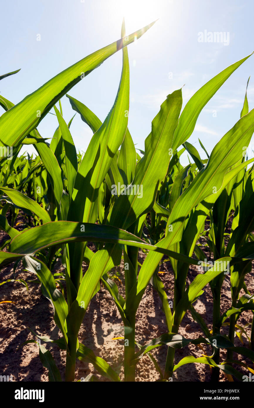 sun shining over green leaves of corn in spring, closeup on an ...
