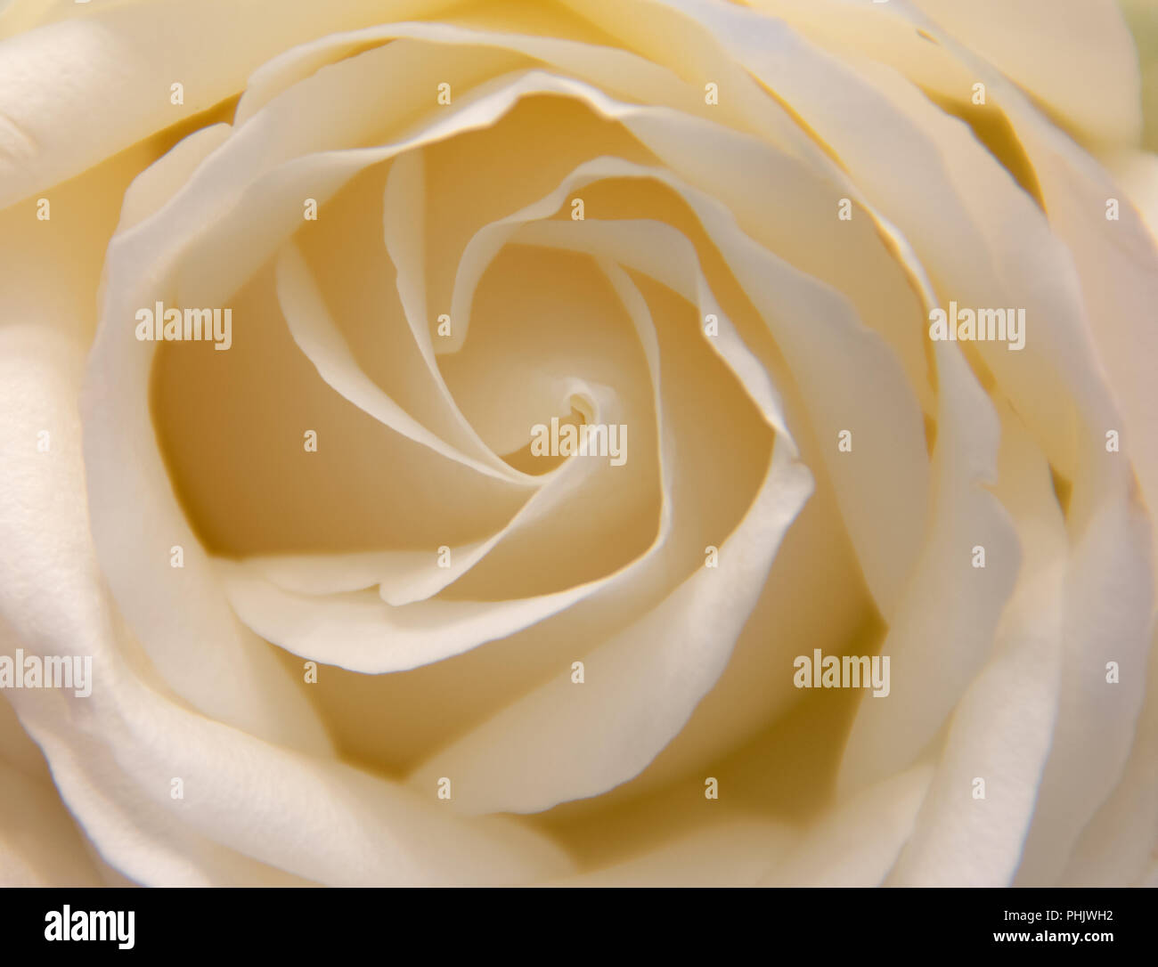 White rose petals hi-res stock photography and images - Alamy