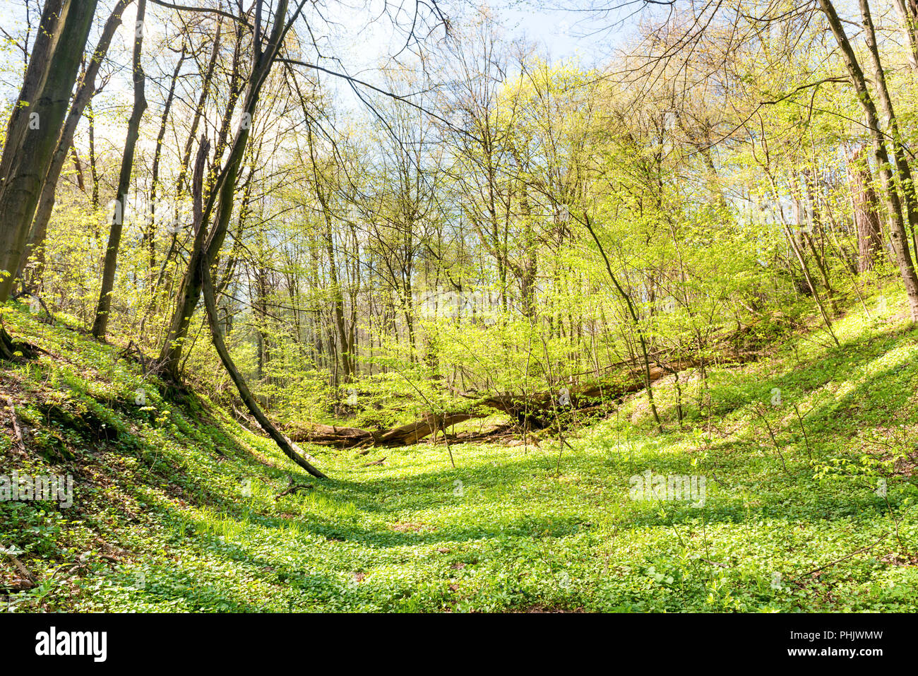 Beautiful green meadow forest in hi-res stock photography and images ...