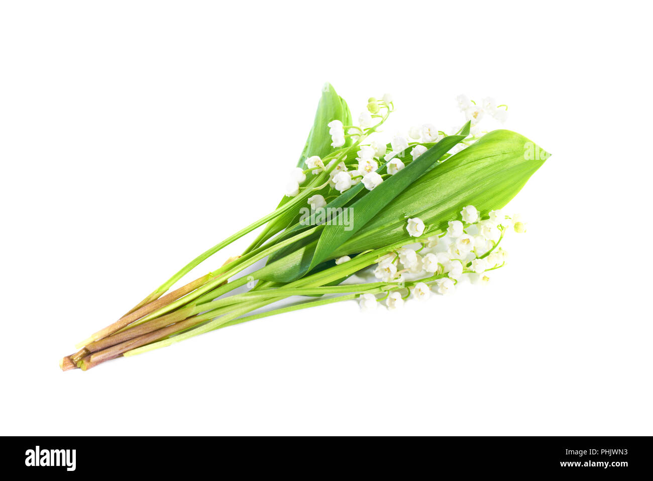 Small lilies Cut Out Stock Images & Pictures - Alamy