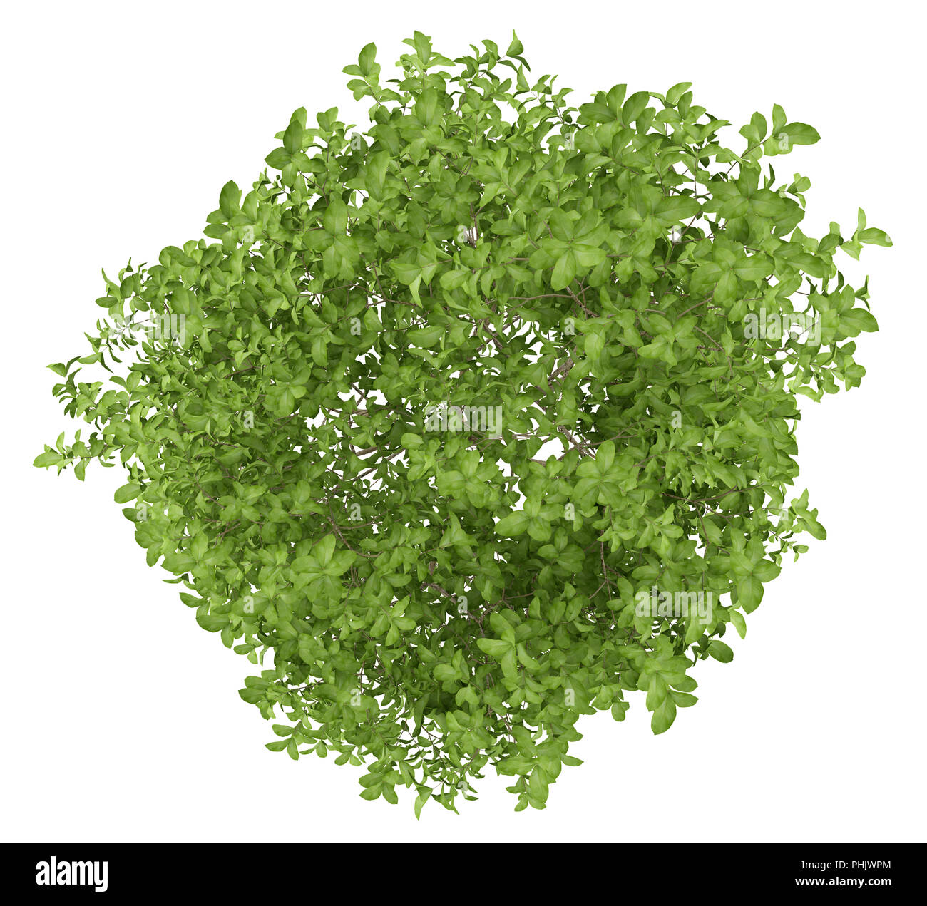 top view of apple tree isolated on white background Stock Photo - Alamy