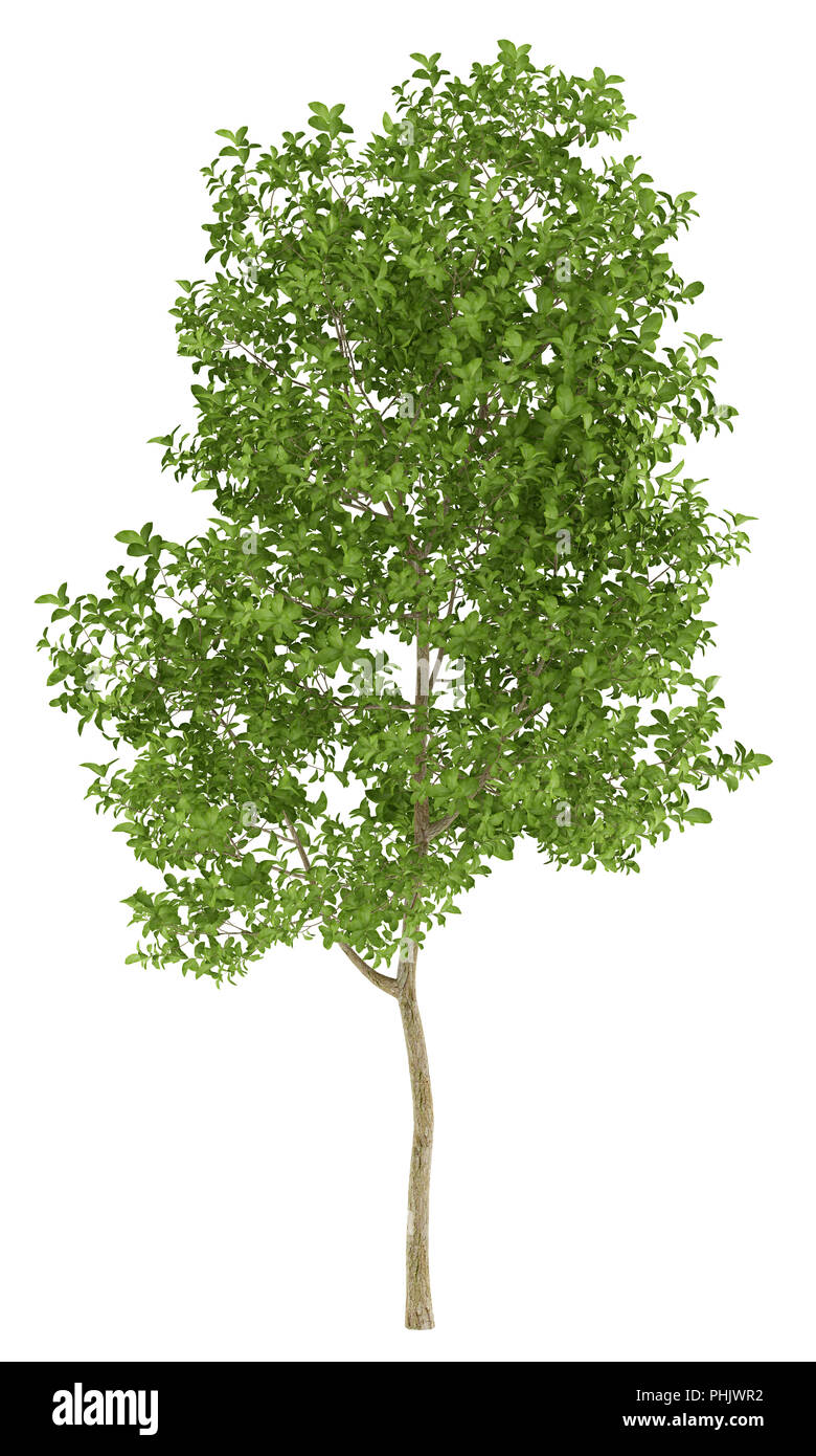 apple tree isolated on white background Stock Photo - Alamy