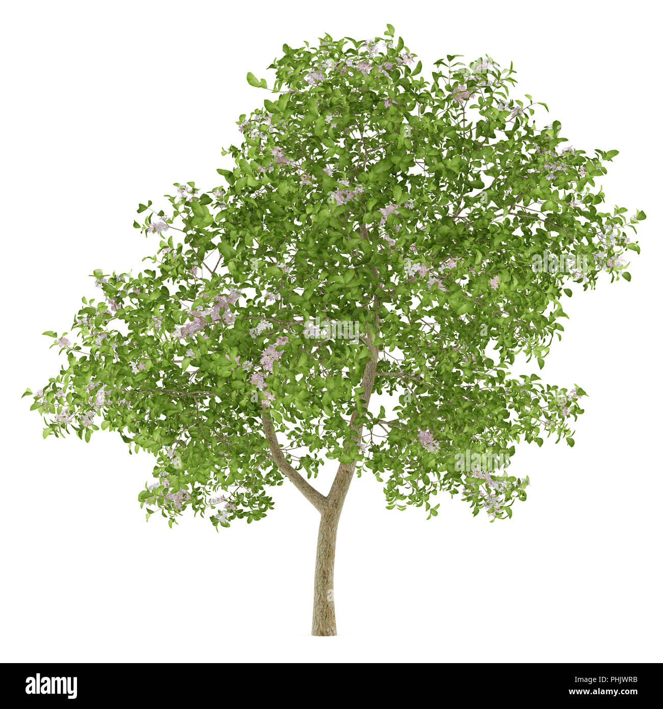 flowering apple tree isolated on white background Stock Photo - Alamy