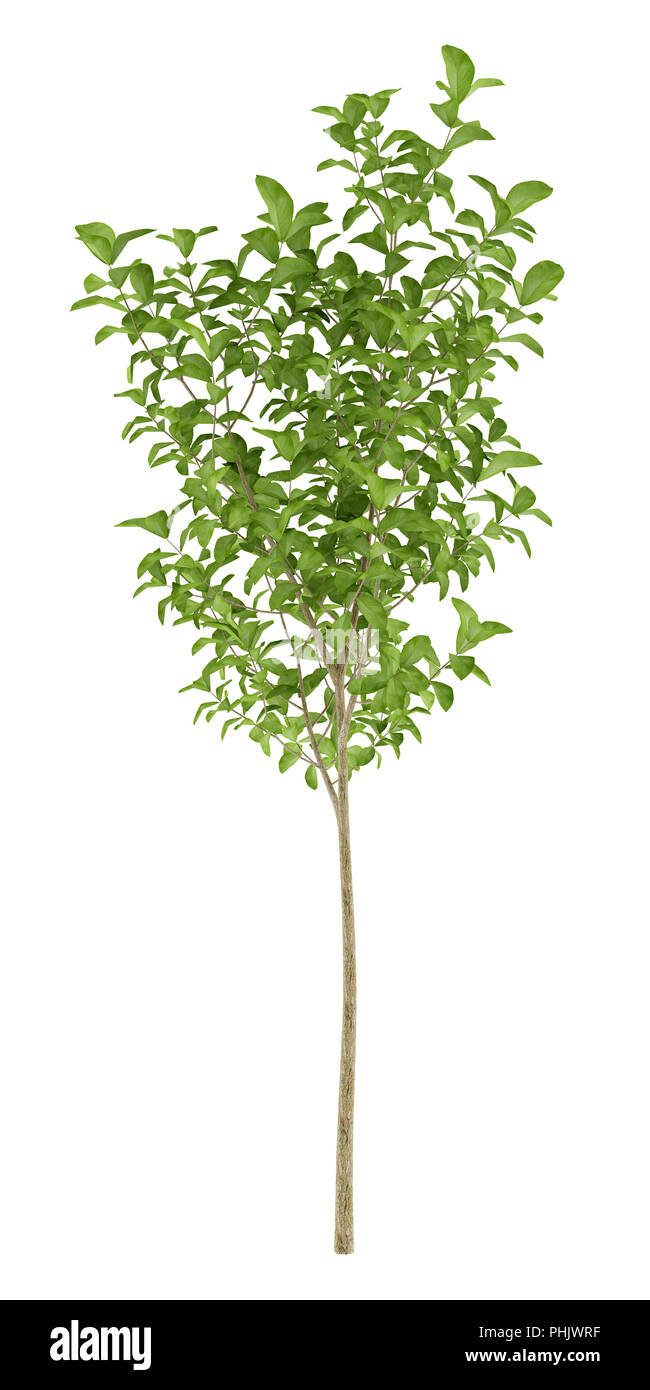 Apple tree isolated on Cut Out Stock Images & Pictures - Alamy