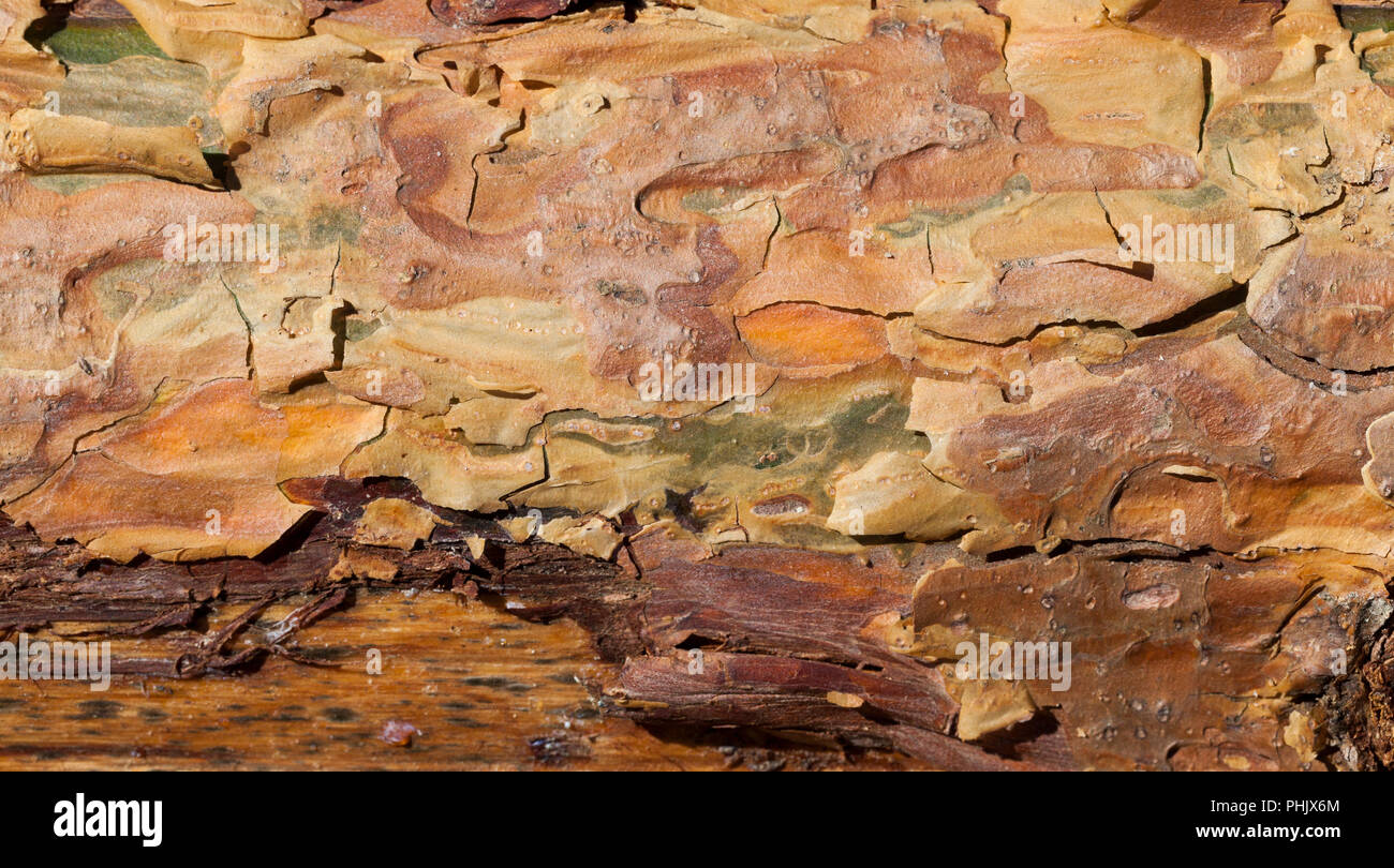 Cut down evergreen tree hi-res stock photography and images - Alamy