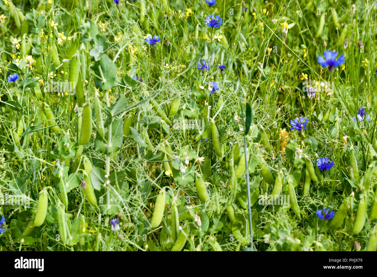 a whole field of green peas with pods appeared, summer time Stock Photo ...