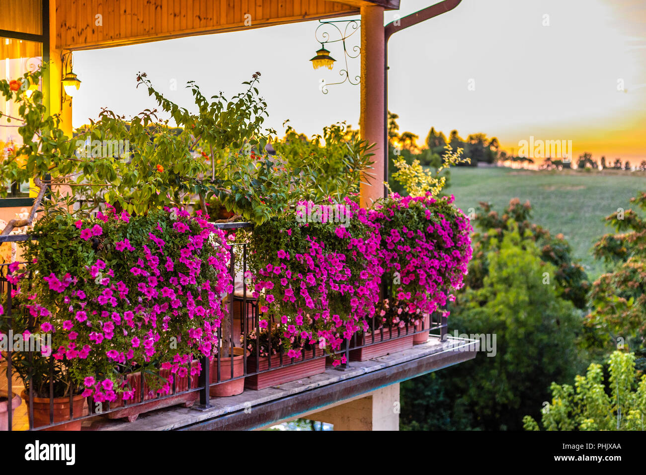 Italian Flower Pictures