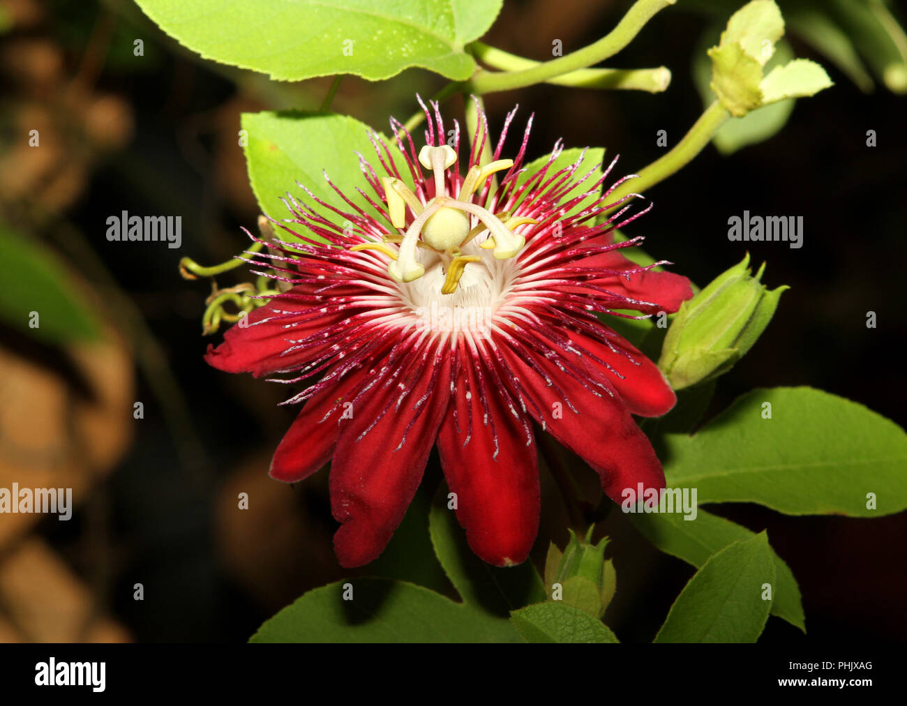 Flower - Passiflora Stock Photo - Alamy