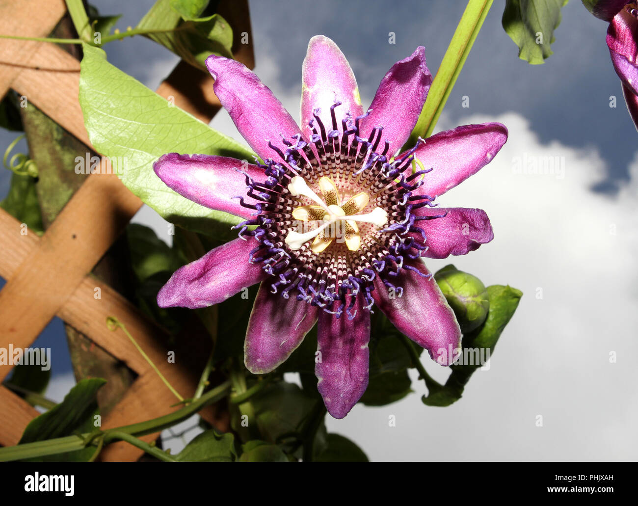 Lavender lady hi-res stock photography and images - Alamy