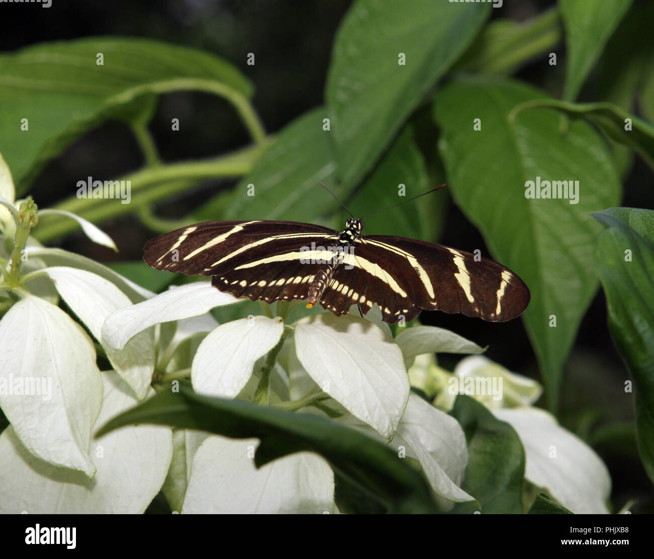 Zebra butterfly hi-res stock photography and images - Alamy