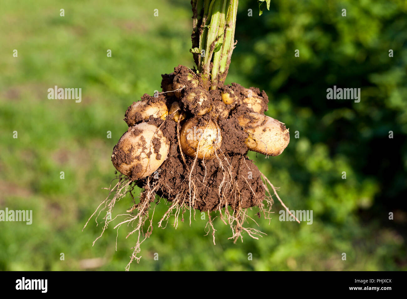 Tubers large young potatoes hi-res stock photography and images - Alamy