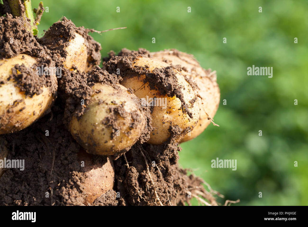 dug from the soil tubers of yellow potatoes with ripe large and small ...