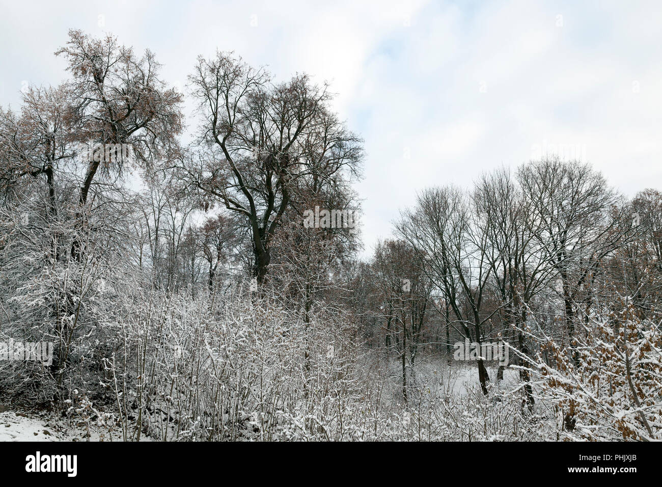 snow photographed in the winter season, which appeared after a snowfall ...