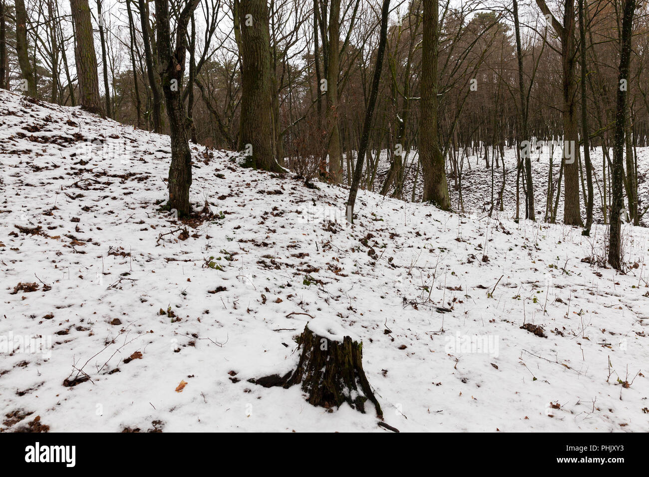 trees in the forest, branches and trunk are covered with snow after a ...