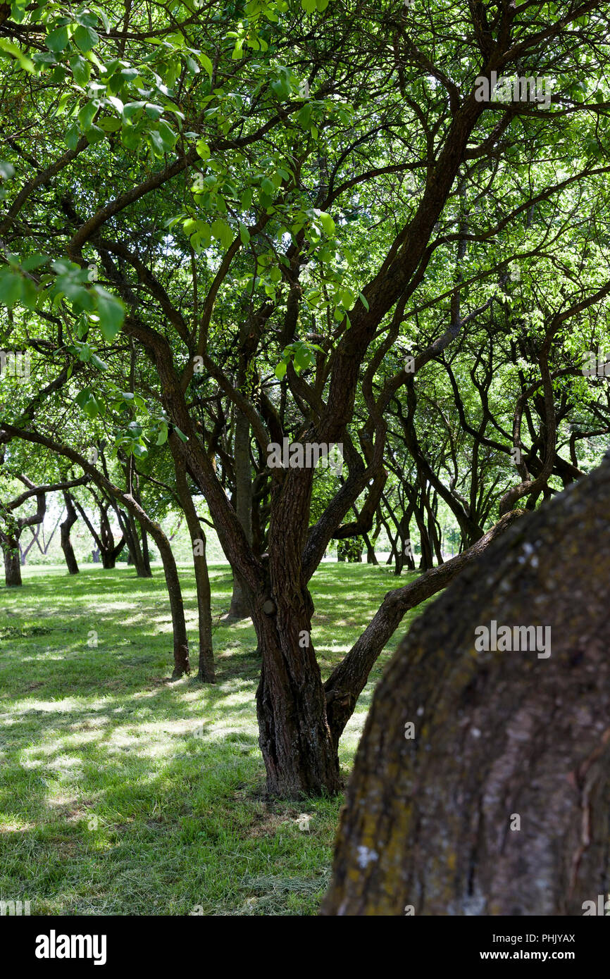 Green trees growing on a refined part of the park in the summer season ...