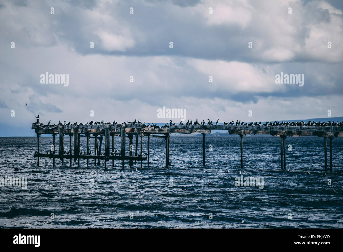 Lots of birds hi-res stock photography and images - Alamy