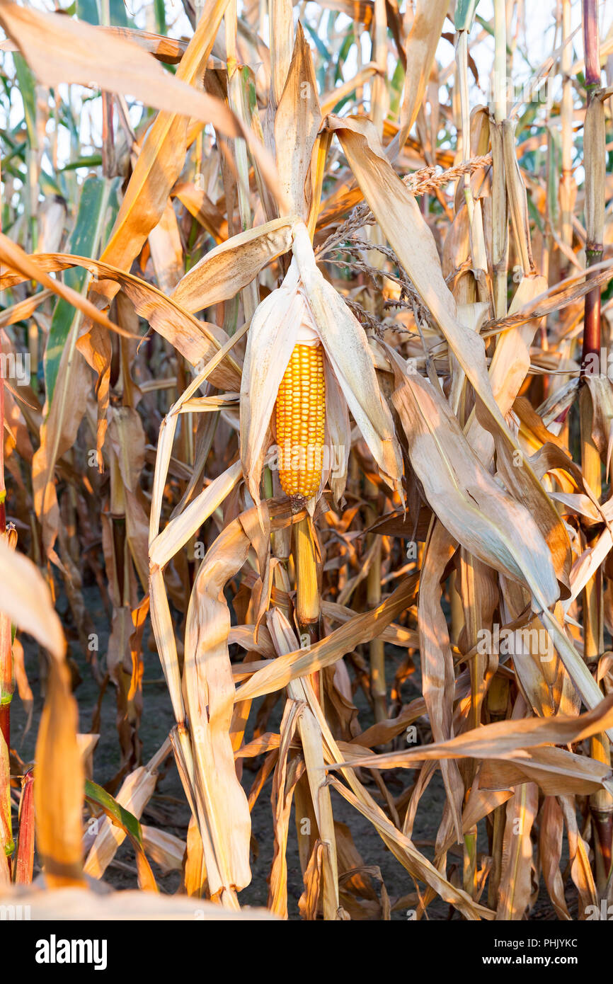 open mature cob of sweet corn closeup in autumn season, cob is broken ...