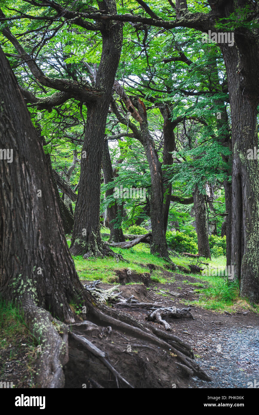 Chile forest hi-res stock photography and images - Alamy