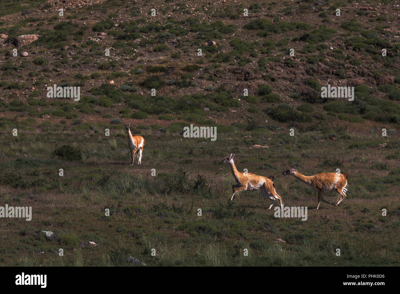 Guanacos at Torres del Paine Stock Photo - Alamy