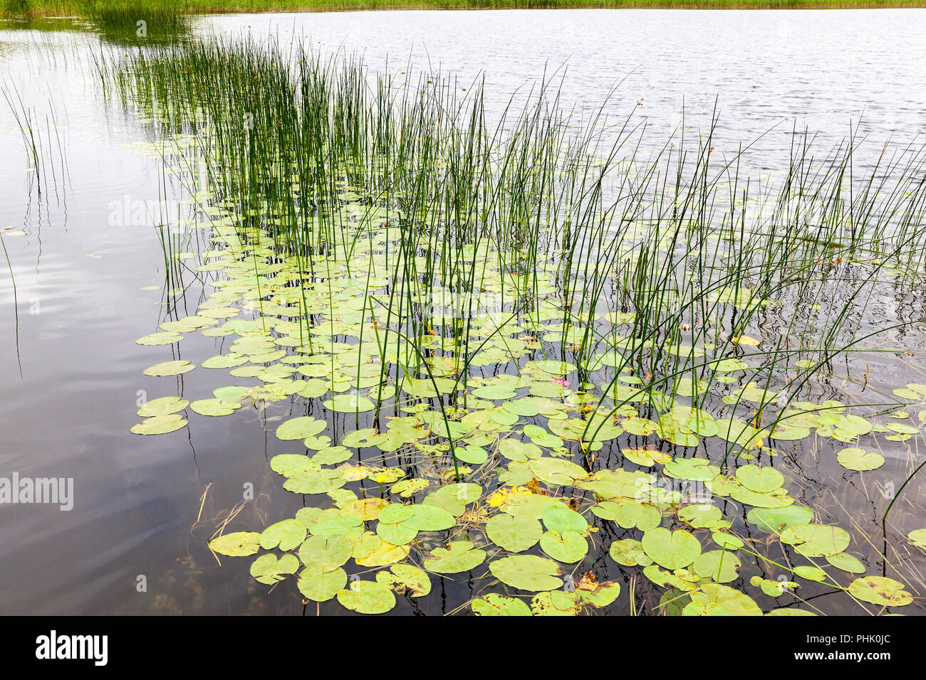 Water lilies reeds marsh hi-res stock photography and images - Alamy