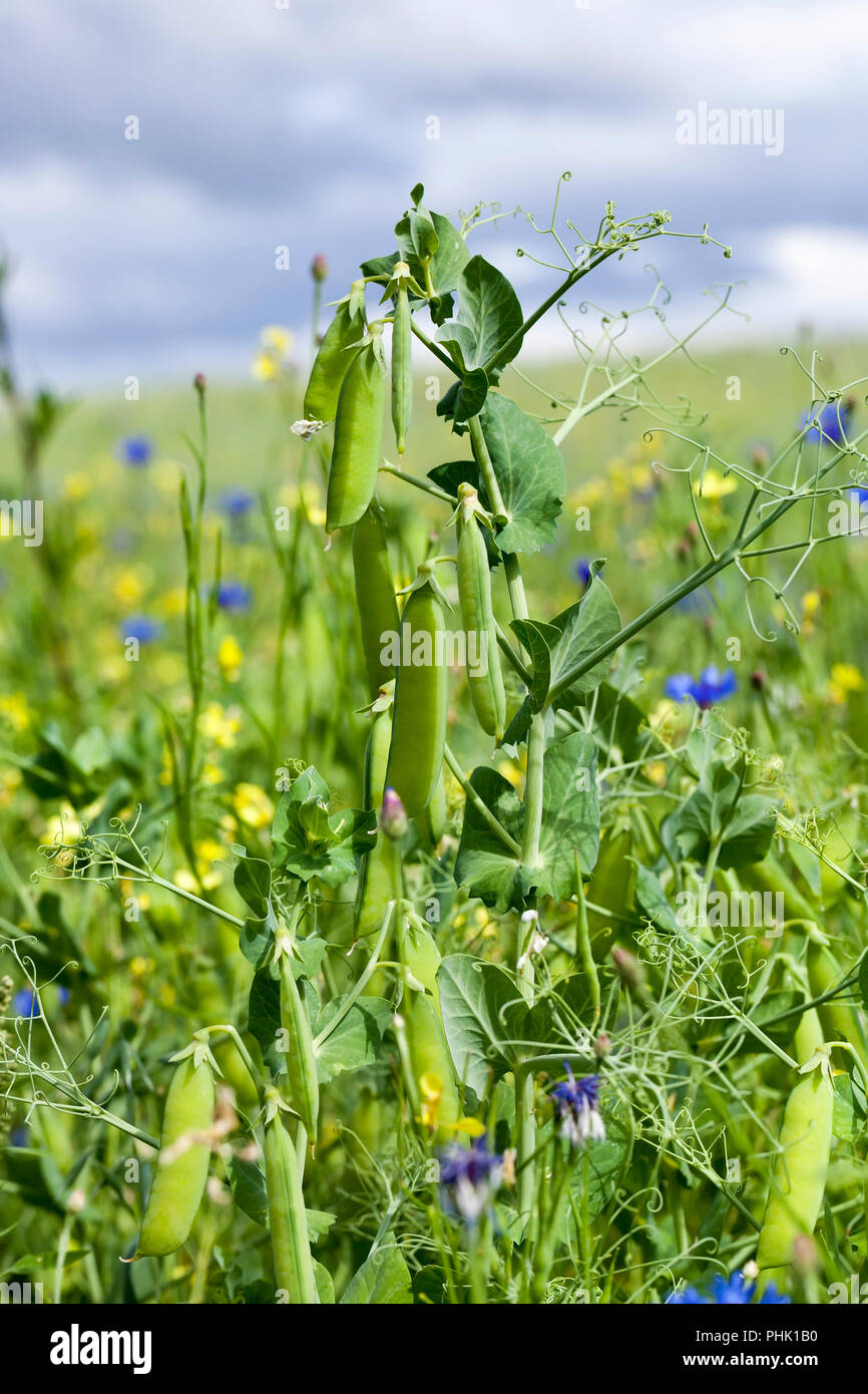 a whole field of green peas with pods appeared, summer time Stock Photo ...