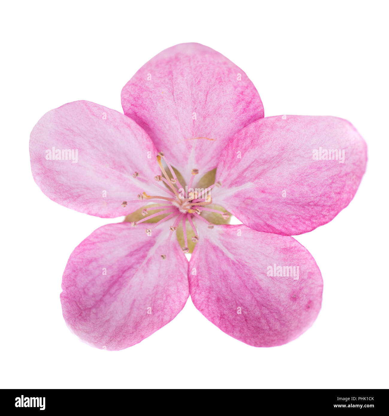 Pink flower isolated on white Stock Photo - Alamy