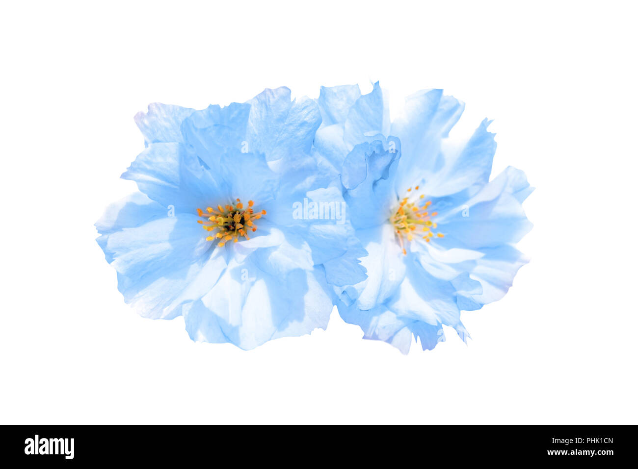 Two blue flowers Stock Photo - Alamy