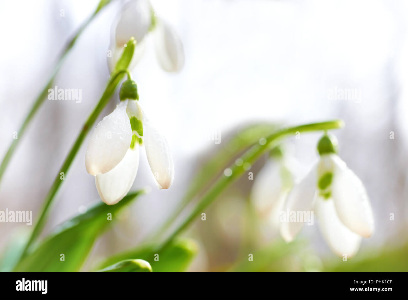 First blooming snowdrops hi-res stock photography and images - Alamy