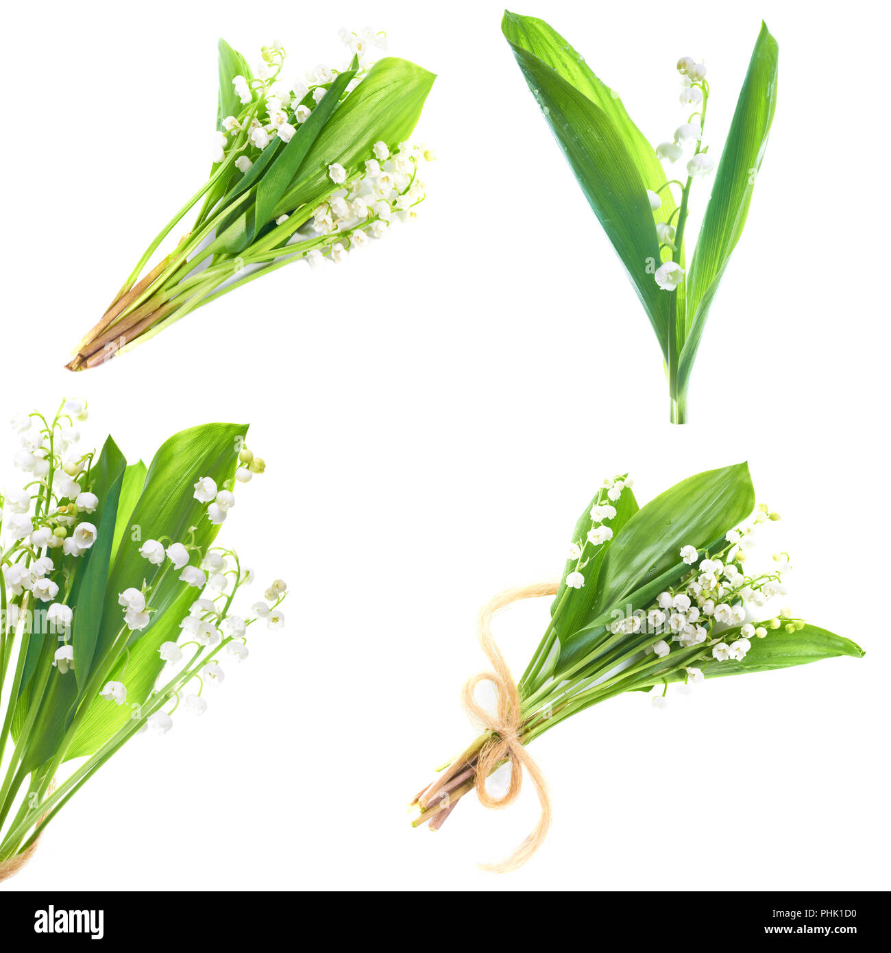Four petal flowers hi-res stock photography and images - Alamy
