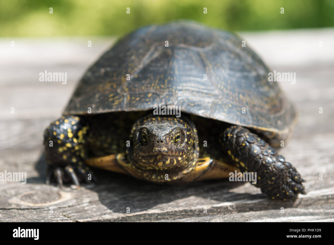 Big green turtle hi-res stock photography and images - Alamy