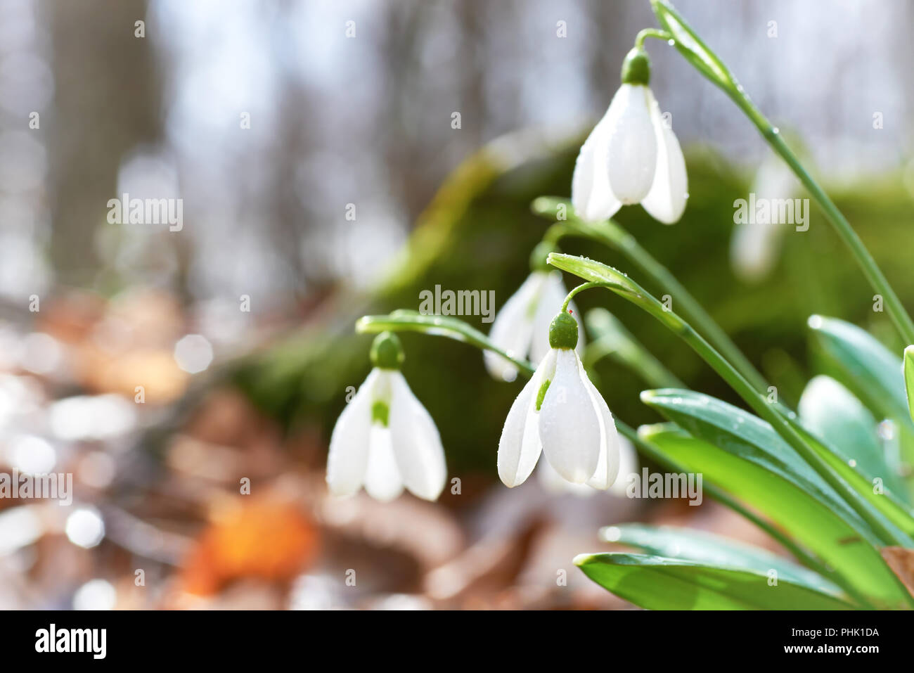 First blooming snowdrops hi-res stock photography and images - Alamy