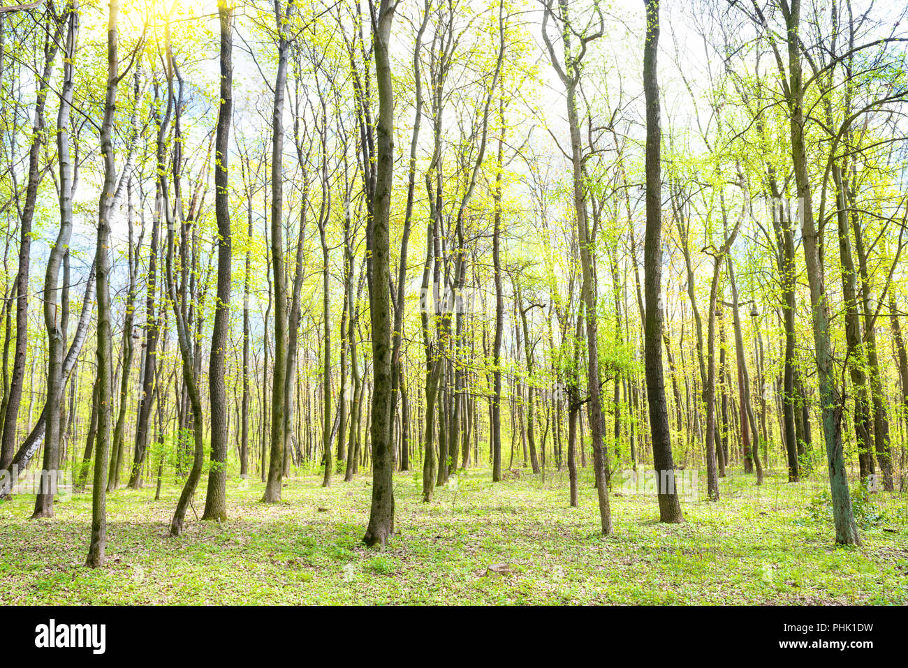 Spring forest young bright green hi-res stock photography and images ...