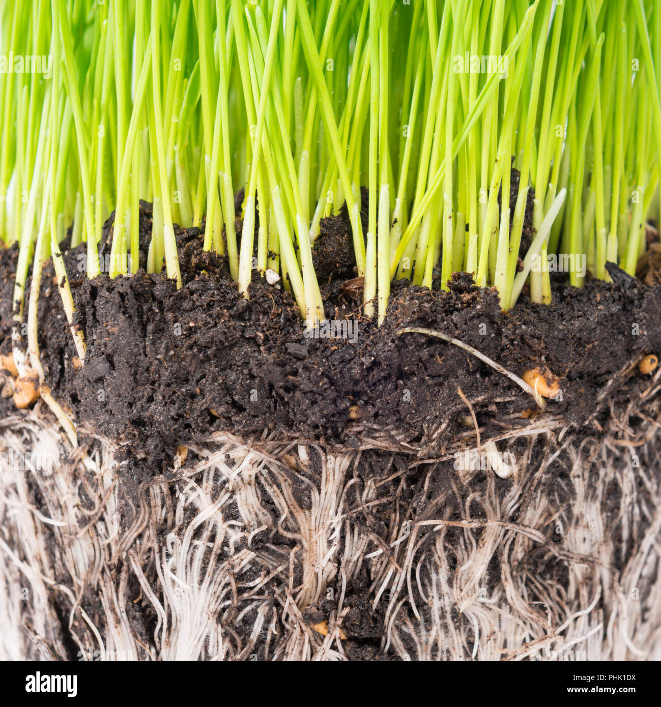 Cross section green grass underground hi-res stock photography and ...