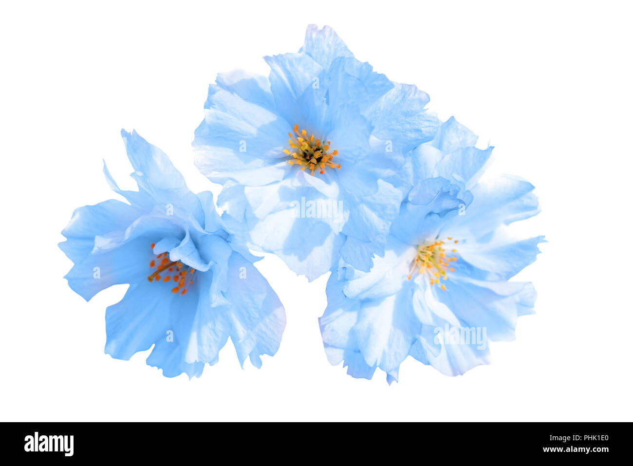 Blue flowers detail Cut Out Stock Images & Pictures - Alamy